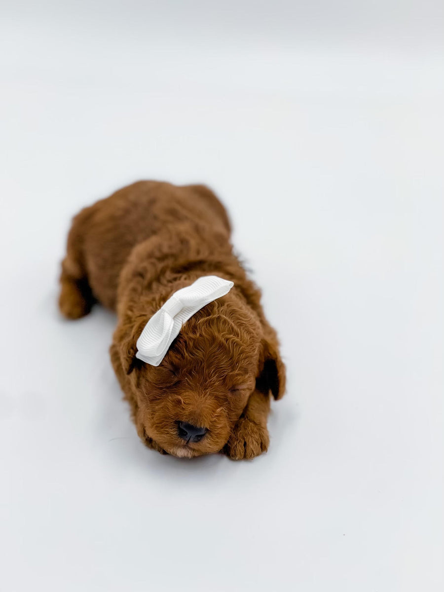 Micro/Mini Female $2,000 – Lake Cumberland Doodle Farm