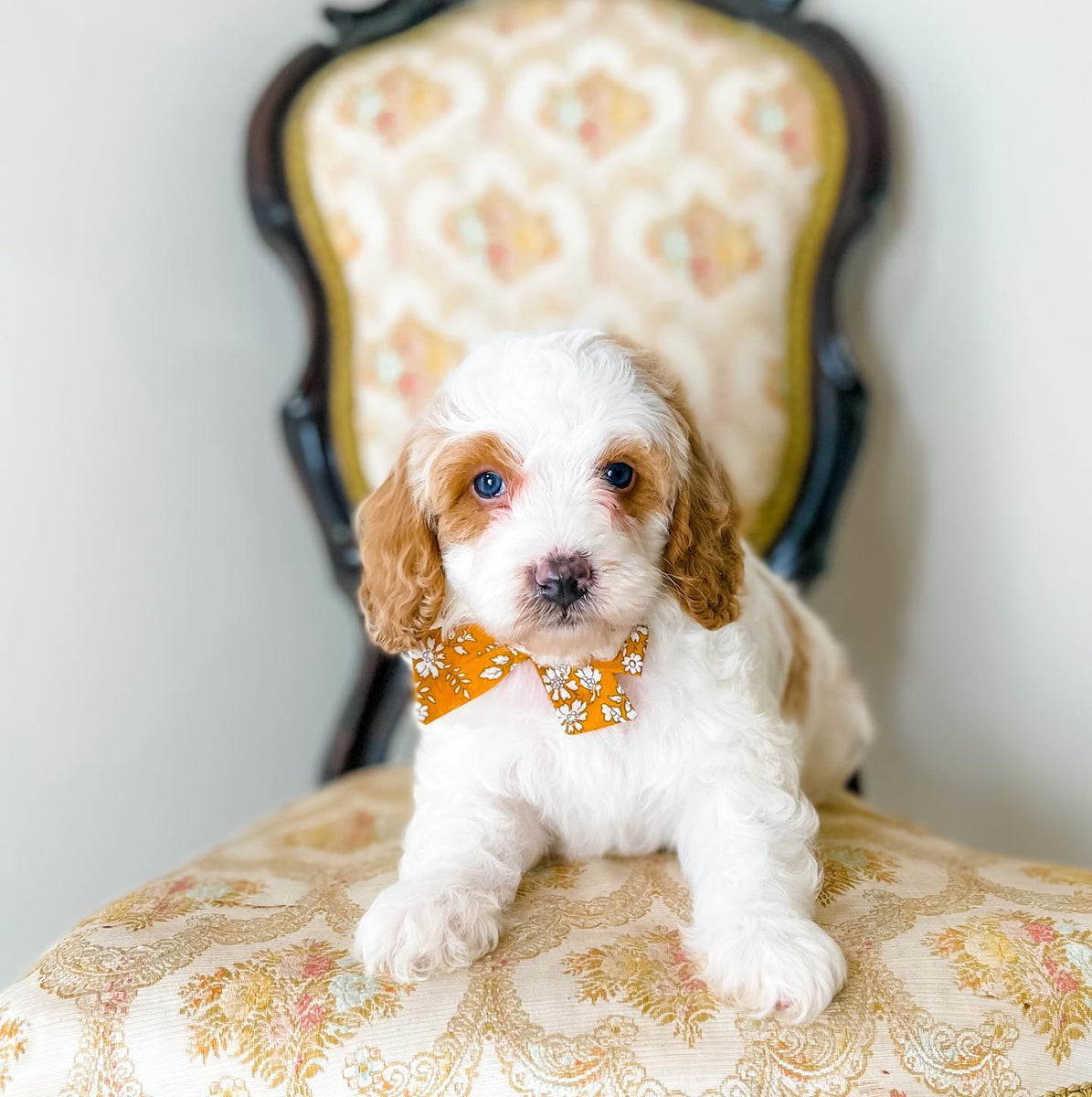 Micro/Mini Goldendoodle Boy $1,250 – Lake Cumberland Doodle Farm