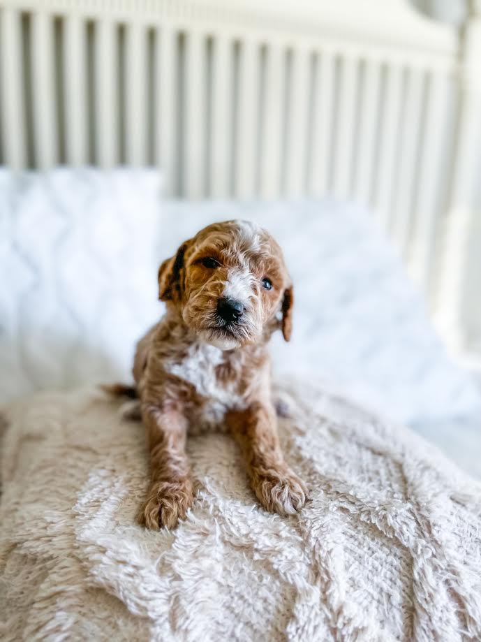 Micro/Mini Goldendoodle Boy $1,500 – Lake Cumberland Doodle Farm
