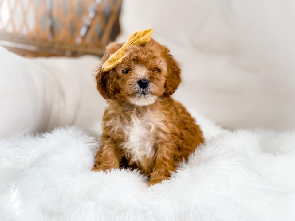 Micro F1B Cavapoo Female $2,000 – Lake Cumberland Doodle Farm