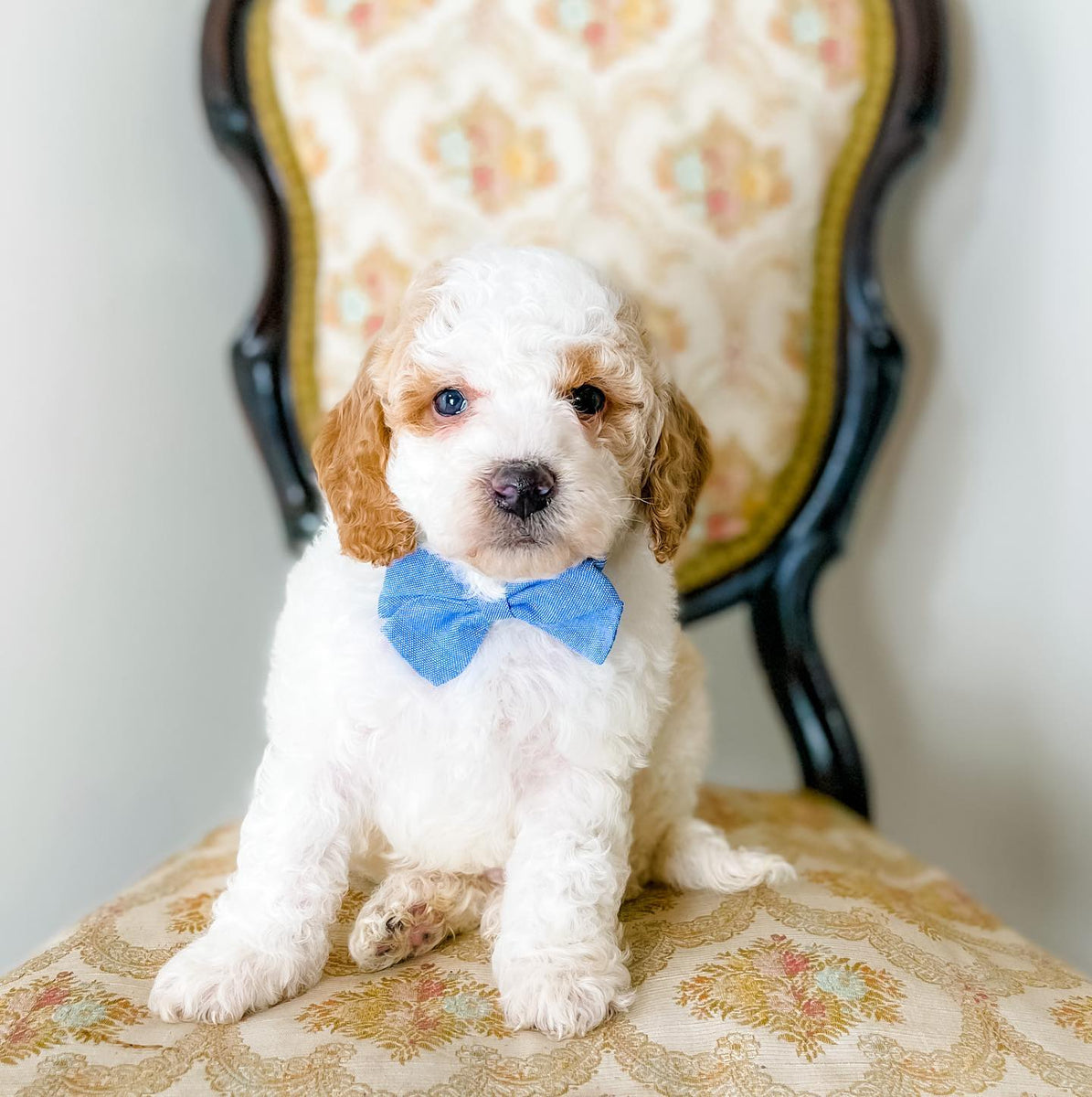 Micro/Mini Goldendoodle Boy $1,000 – Lake Cumberland Doodle Farm