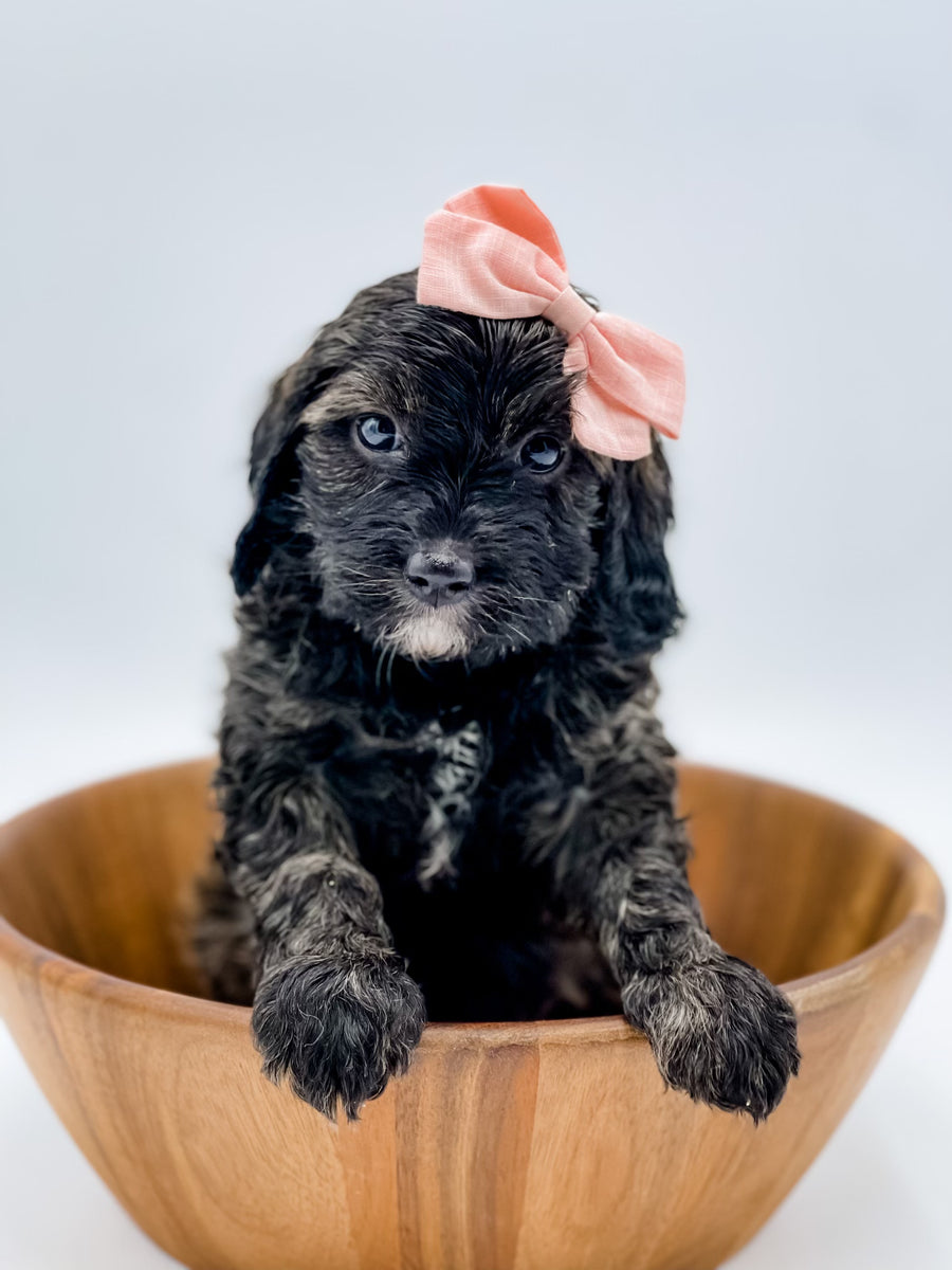Micro Brindle Cavapoo Girl $1,500 – Lake Cumberland Doodle Farm