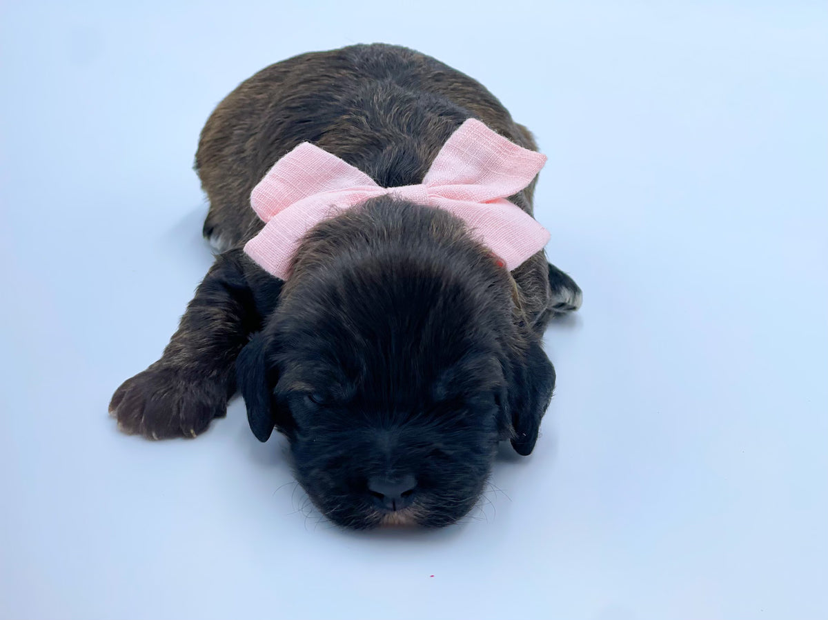 Micro Brindle Cavapoo Girl $1,500 – Lake Cumberland Doodle Farm